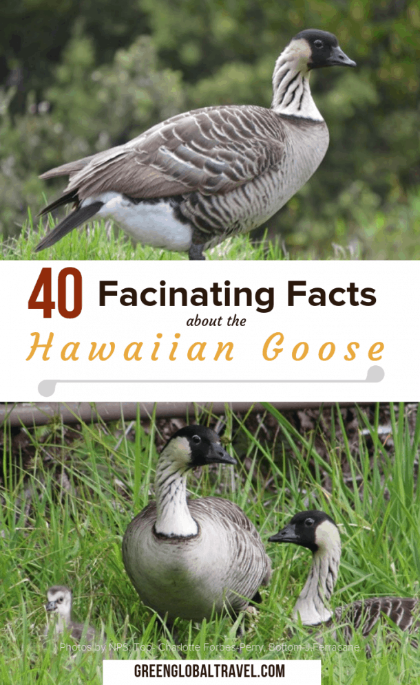 40 Fascinating Facts About the Hawaiian Goose (a.k.a. Nene Goose)