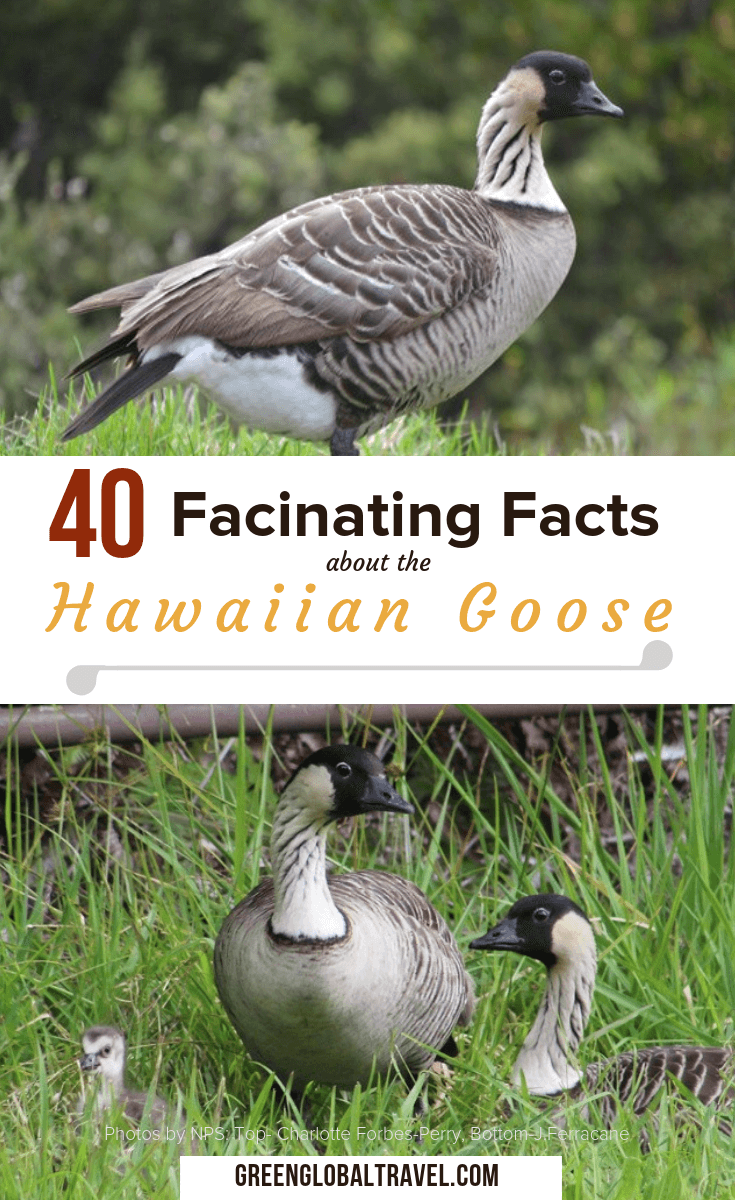 40 Fascinating Facts About the Hawaiian Goose (a.k.a. Nene Goose)