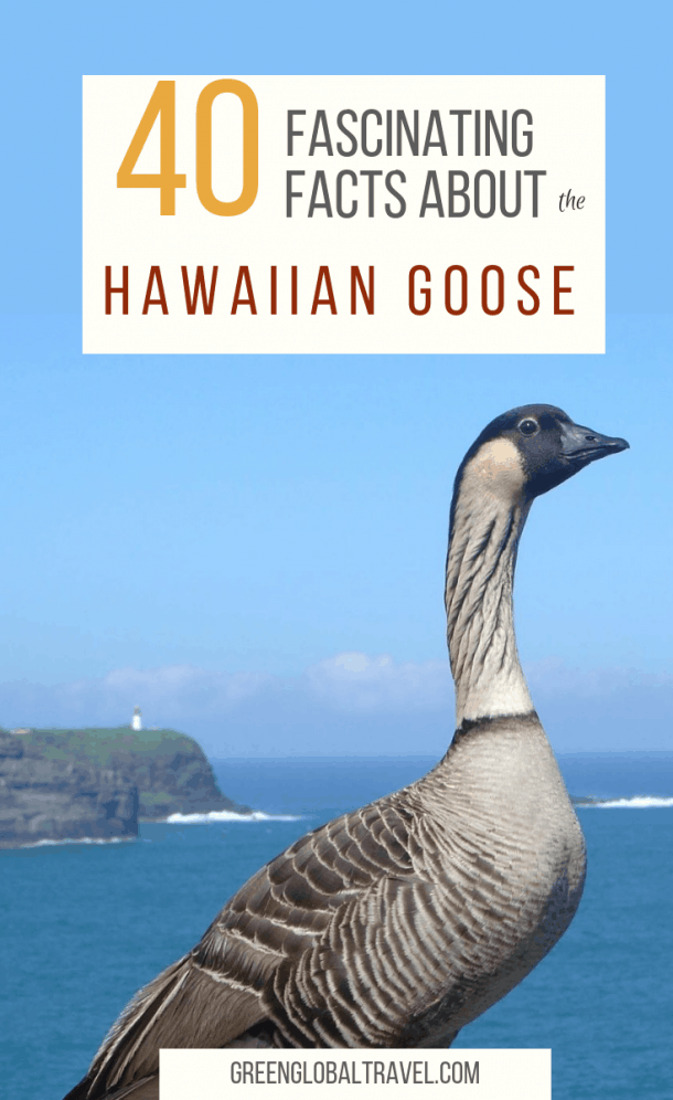 40 Fascinating Facts About the Hawaiian Goose (a.k.a. Nene Goose)