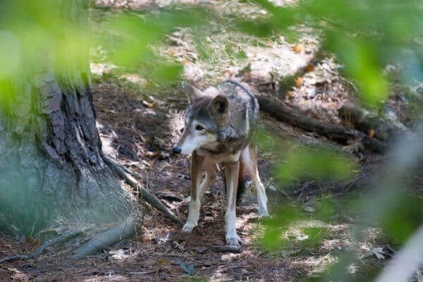 Red Wolf - Endangered Species Spotlight
