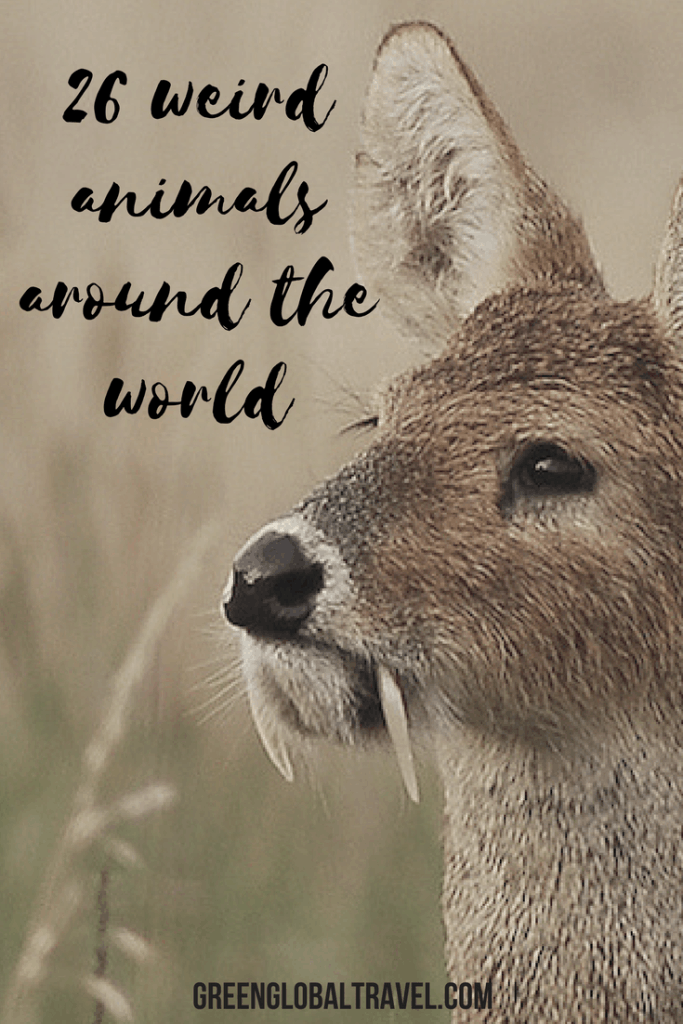 26 Weird Animals from All Around the World