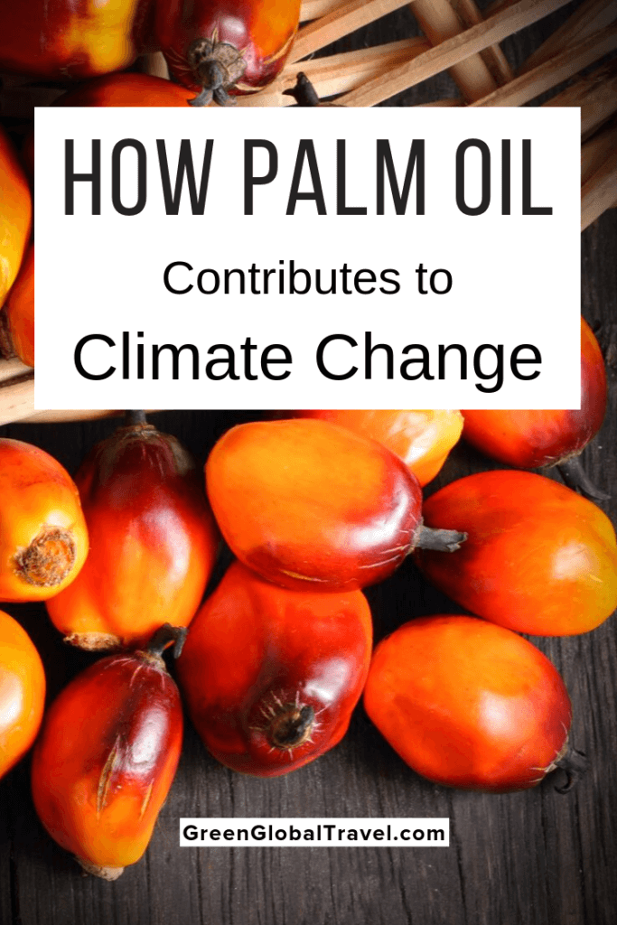How Palm Oil Deforestation in the Philippines Contributes to Climate Change