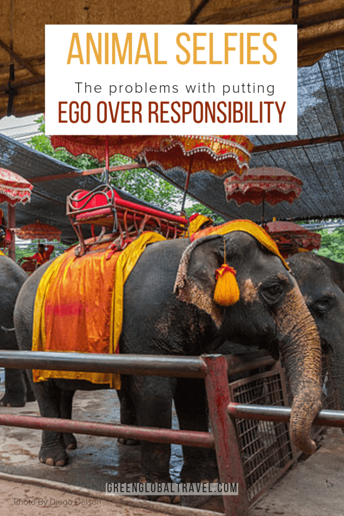 Animal Selfies: The Problem with Putting Ego Over Responsibility