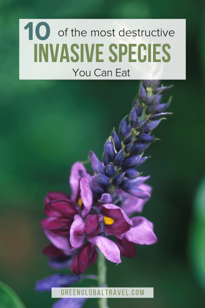 Invasive Species List: 10 Destructive Species You Can (and Should) Eat