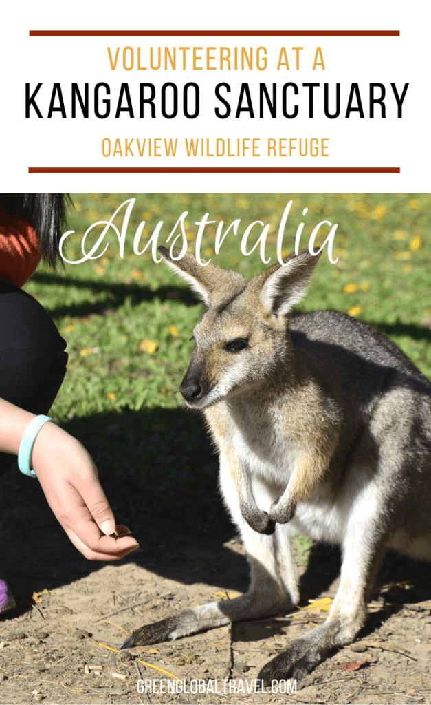 Volunteering at a Kangaroo Sanctuary: My Australian Adventure
