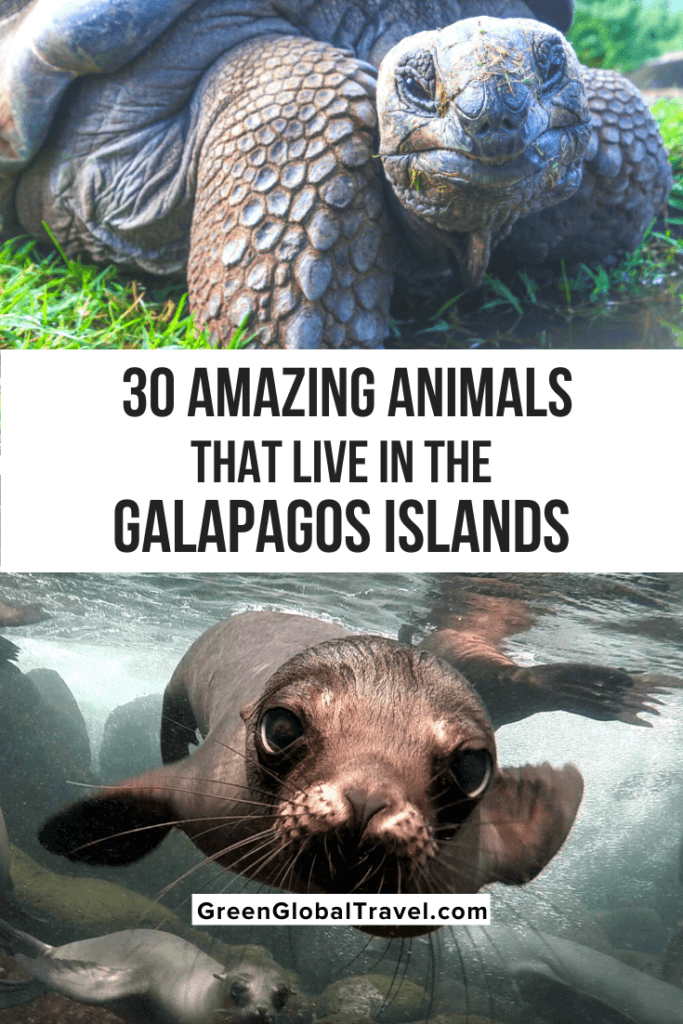30 Amazing Galapagos Islands Animals