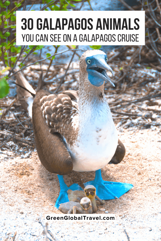 30 Amazing Galapagos Islands Animals