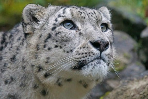 Indian Animals: A Guide to 40 Incredible Indian Wildlife Species