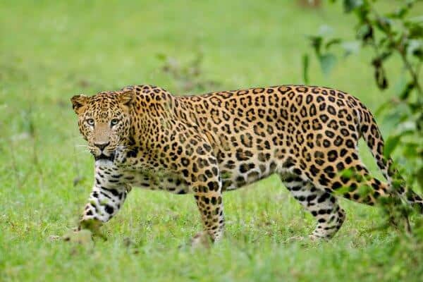 Indian Animals: A Guide to 40 Incredible Indian Wildlife Species