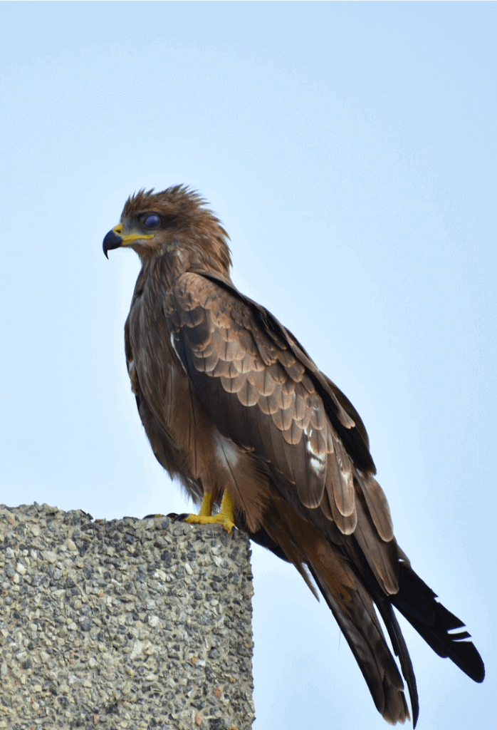 Indian Animals: A Guide to 40 Incredible Indian Wildlife Species