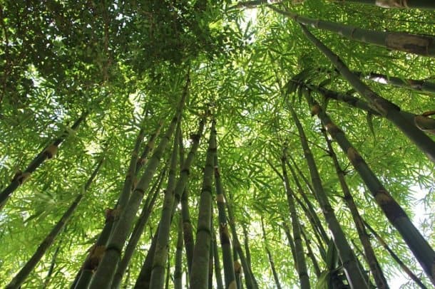 Hawaiian Mythology (An Intro to Hawaiian Gods, Goddesses & Legends)