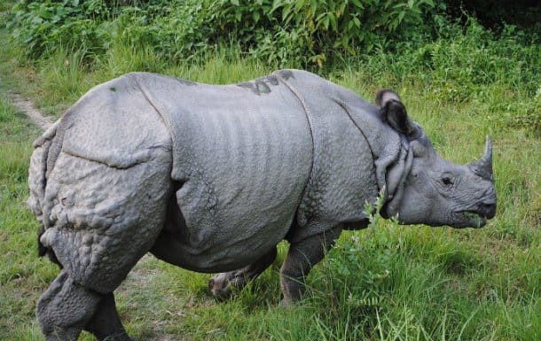 Indian Animals: A Guide to 40 Incredible Indian Wildlife Species