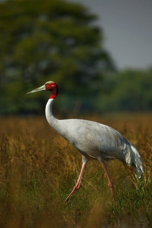 Indian Animals: A Guide to 40 Incredible Indian Wildlife Species