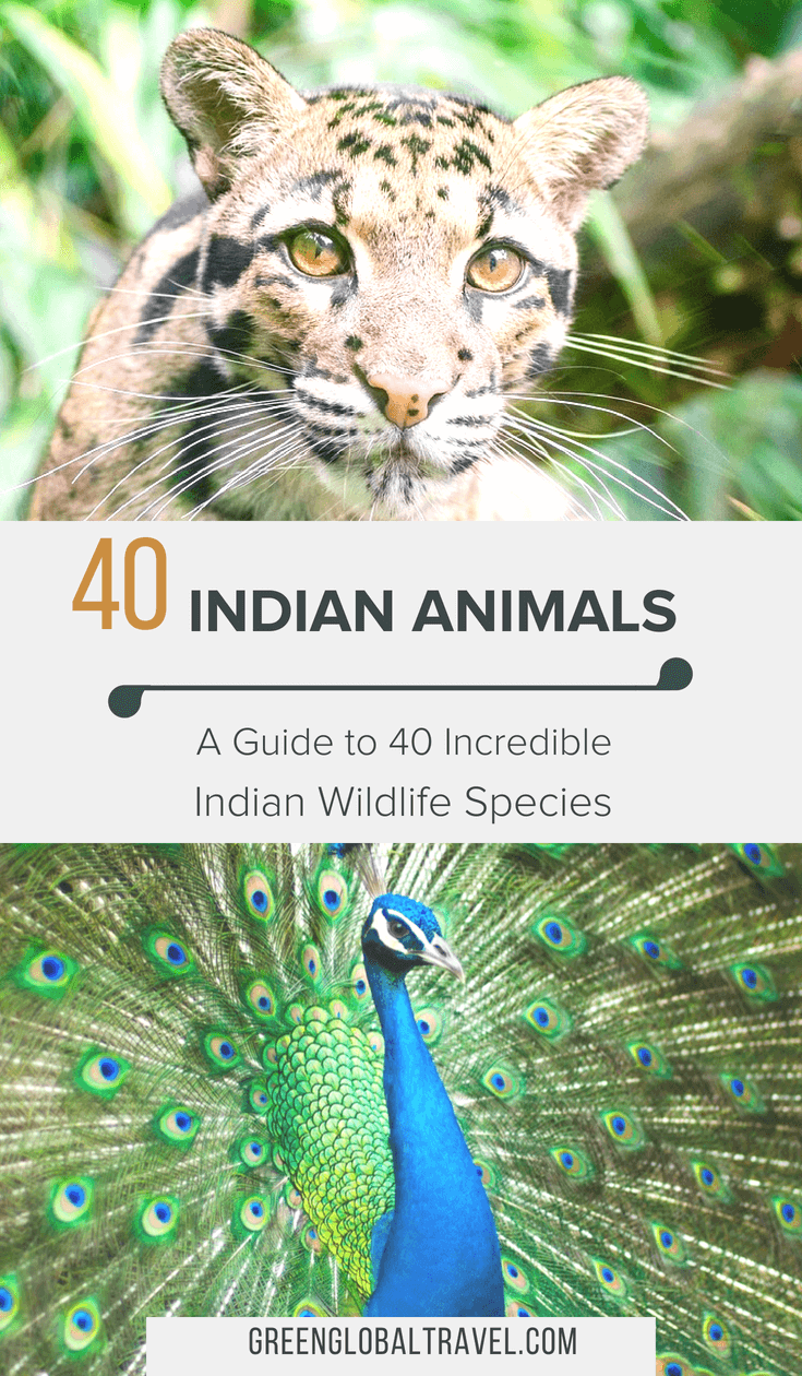 Indian Animals: A Guide to 40 Incredible Indian Wildlife Species