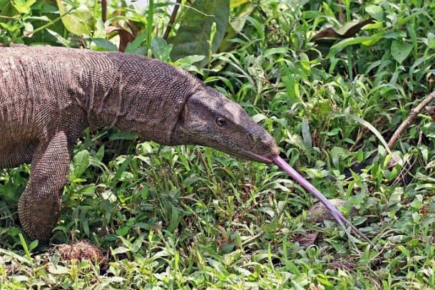 Indian Animals: A Guide to 40 Incredible Indian Wildlife Species