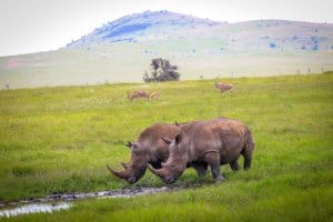 Animals in Kenya: A Guide to 40 Species of Kenyan Wildlife