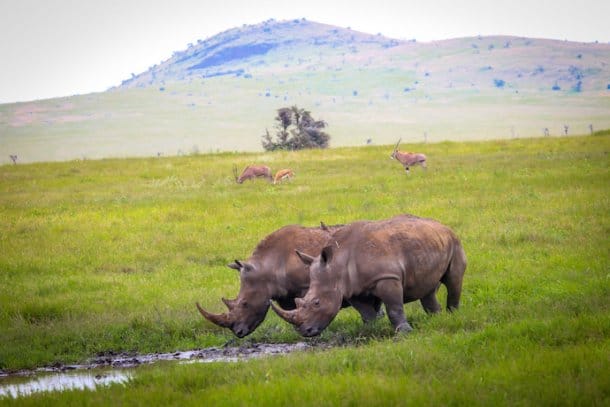Animals in Kenya: A Guide to 40 Species of Kenyan Wildlife