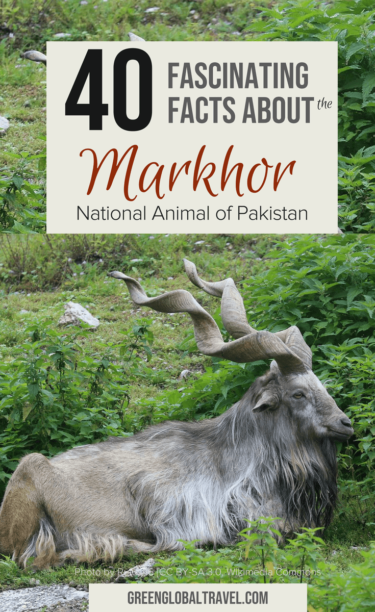 40 Fascinating Facts about the Markhor (National Animal of Pakistan)