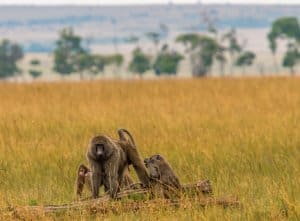 Animals in Kenya: A Guide to 40 Species of Kenyan Wildlife