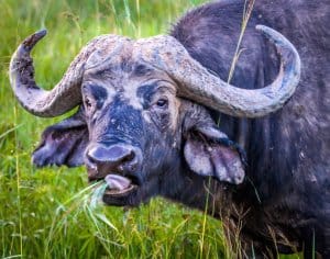 Animals in Kenya: A Guide to 40 Species of Kenyan Wildlife