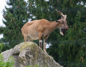 40 Fascinating Facts about the Markhor (National Animal of Pakistan)