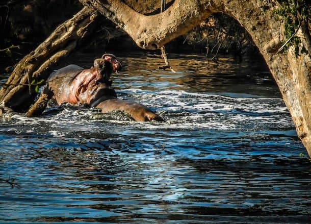 Animals in Kenya: A Guide to 40 Species of Kenyan Wildlife