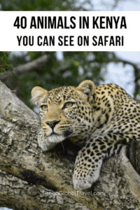 Animals in Kenya: A Guide to 40 Species of Kenyan Wildlife