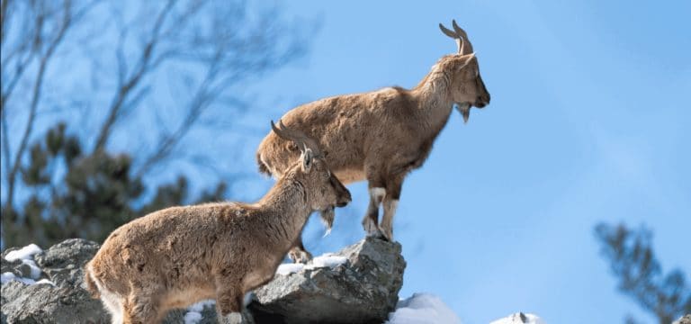 40 Fascinating Facts about the Markhor (National Animal of Pakistan)