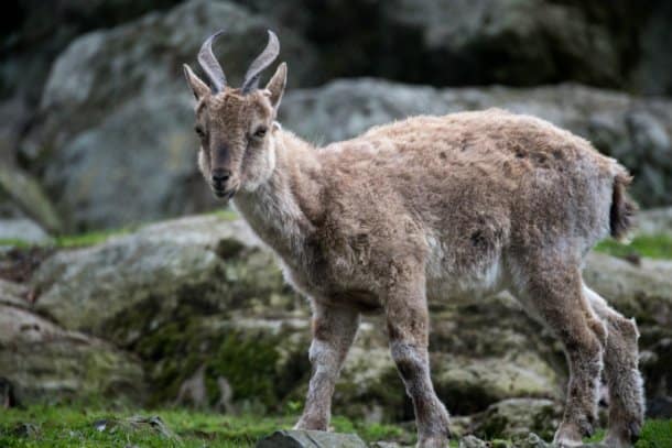40 Fascinating Facts about the Markhor (National Animal of Pakistan)