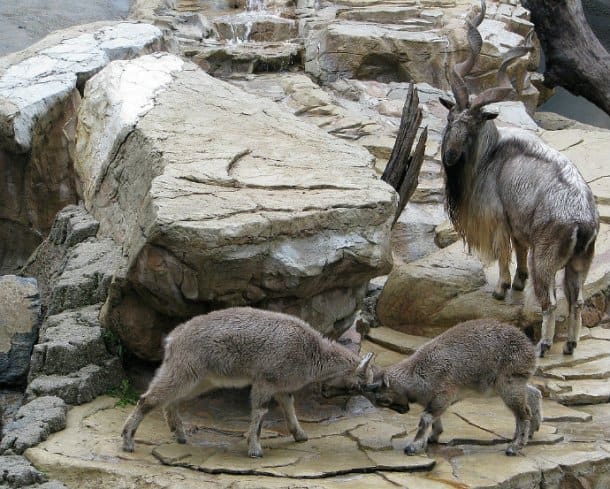 40 Fascinating Facts about the Markhor (National Animal of Pakistan)