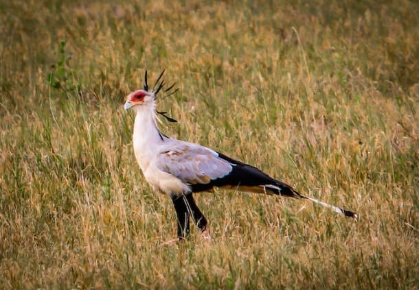 Animals in Kenya: A Guide to 40 Species of Kenyan Wildlife