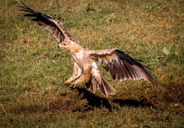 Animals in Kenya: A Guide to 40 Species of Kenyan Wildlife