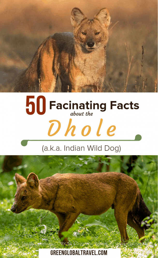 Dhole (Indian Wild Dog)- ENDANGERED SPECIES SPOTLIGHT-