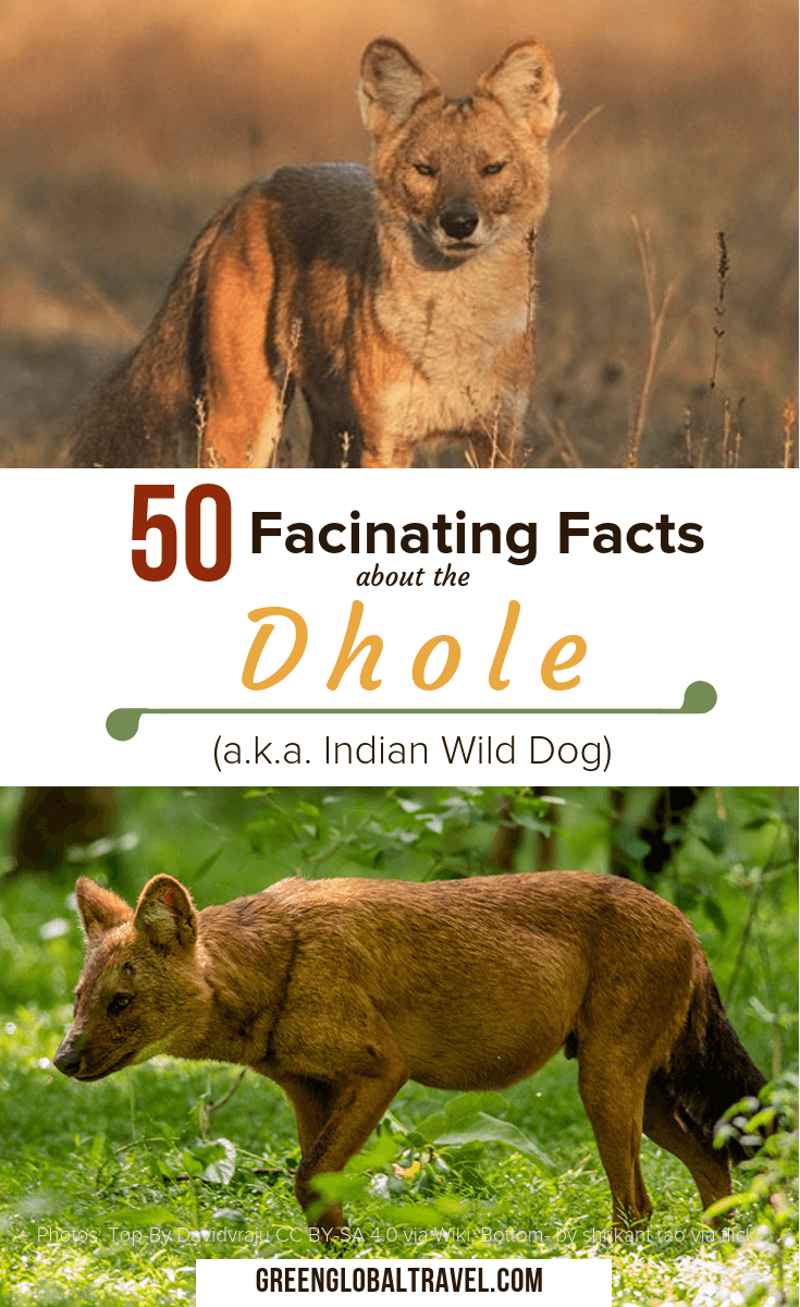 Dhole (Indian Wild Dog)- ENDANGERED SPECIES SPOTLIGHT-