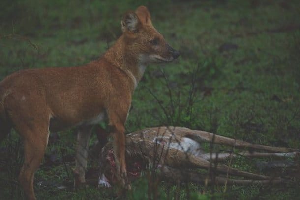 Dhole (Indian Wild Dog)- ENDANGERED SPECIES SPOTLIGHT-