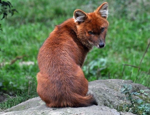 Dhole (Indian Wild Dog)- ENDANGERED SPECIES SPOTLIGHT-