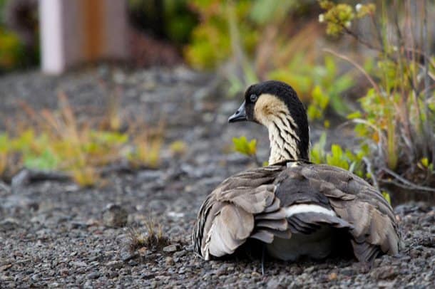 40 Fascinating Facts About the Hawaiian Goose (a.k.a. Nene Goose)