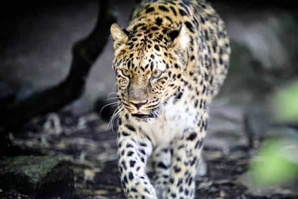 40 Fascinating Facts About the Amur Leopard