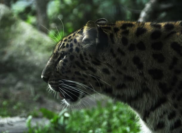 40 Fascinating Facts About the Amur Leopard