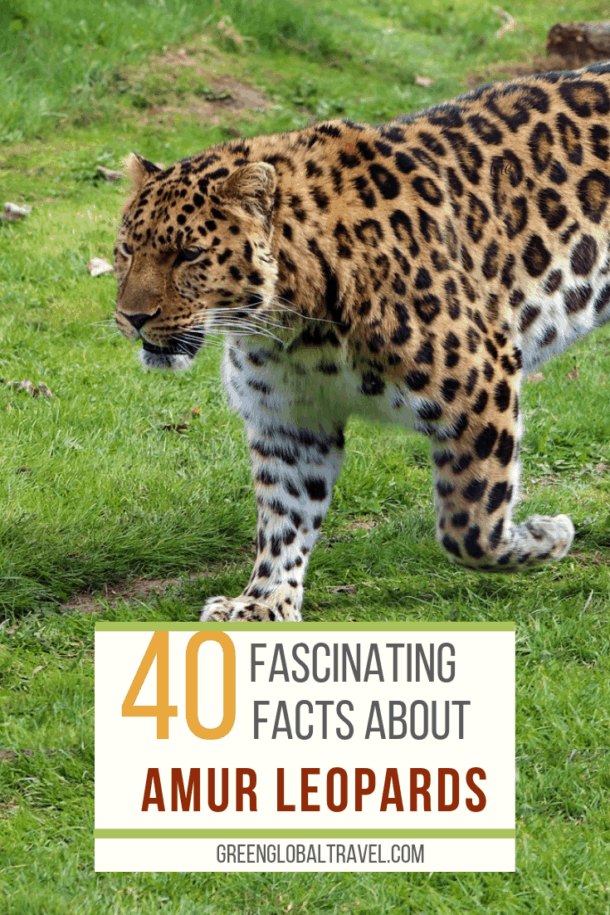 40 Fascinating Facts About the Amur Leopard