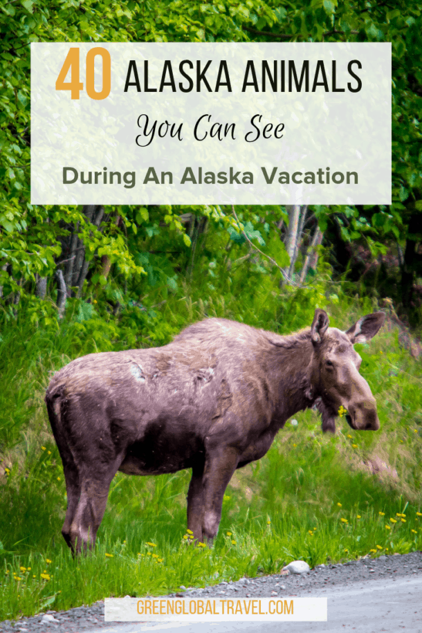Alaskan Animals: 40 Species You Can See During Your Alaska Vacation.