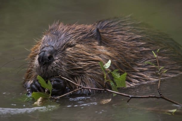 Alaskan Animals: 40 Species You Can See During Your Alaska Vacation.