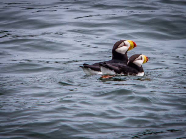 Alaskan Animals: 40 Species You Can See During Your Alaska Vacation.