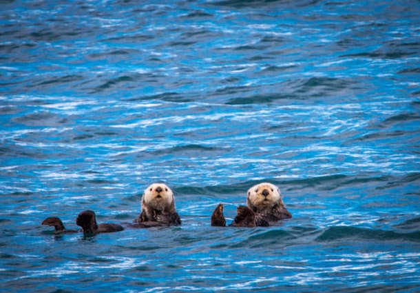 Alaskan Animals: 40 Species You Can See During Your Alaska Vacation.