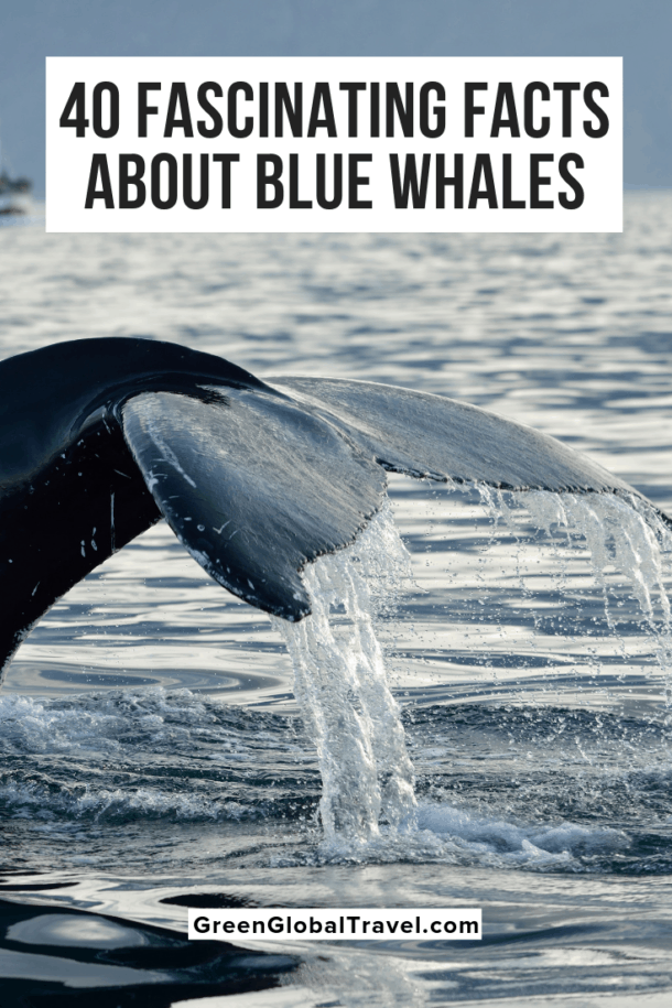 40 Fascinating Blue Whale Facts (From Size & Diet to Conservation)