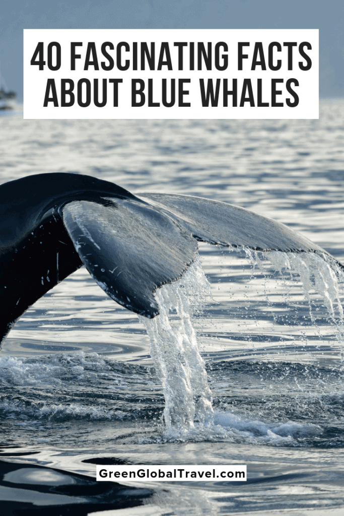 40 Fascinating Blue Whale Facts (From Size & Diet to Conservation)