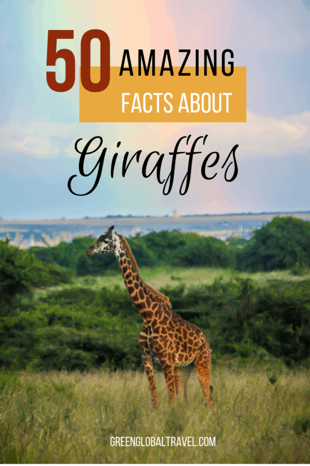 50 Fascinating Facts About Giraffes - Green Global Travel