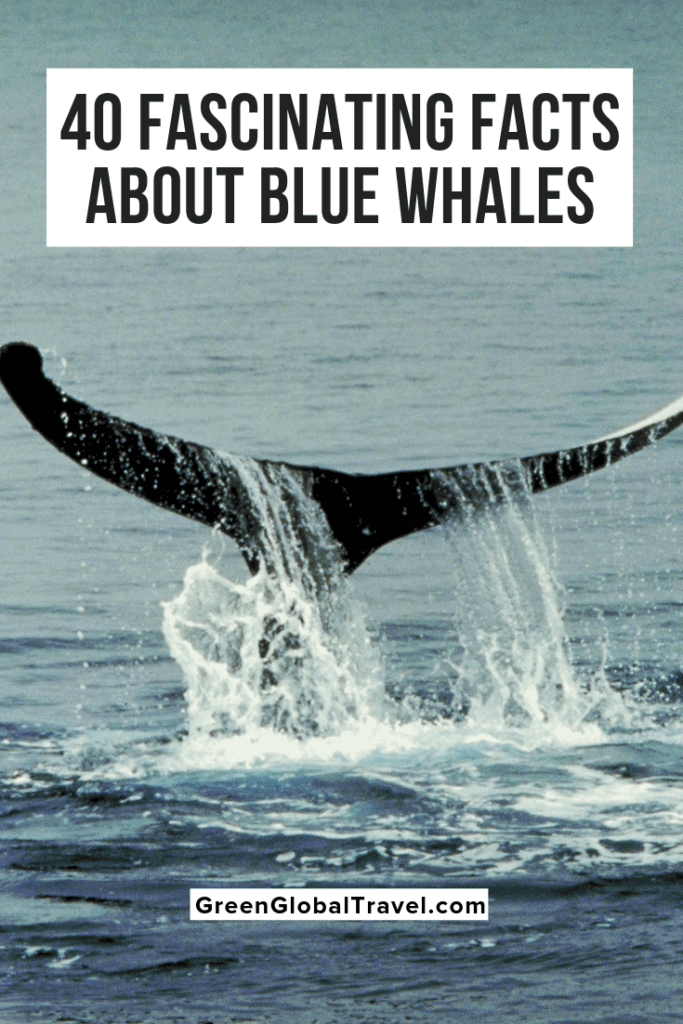40 Fascinating Blue Whale Facts (From Size & Diet to Conservation)