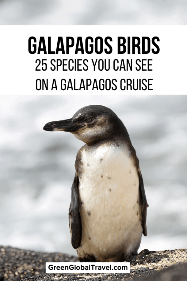 Galapagos Birds: 25 Avian Species You Can See on a Galapagos Cruise