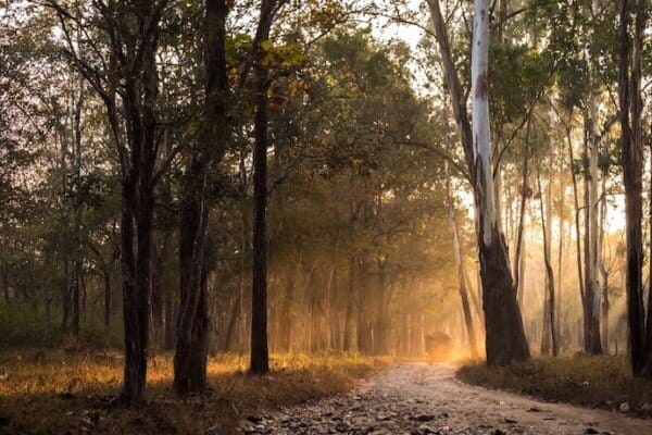 The 15 Best Places to Visit in India for Nature Lovers - Green Global ...